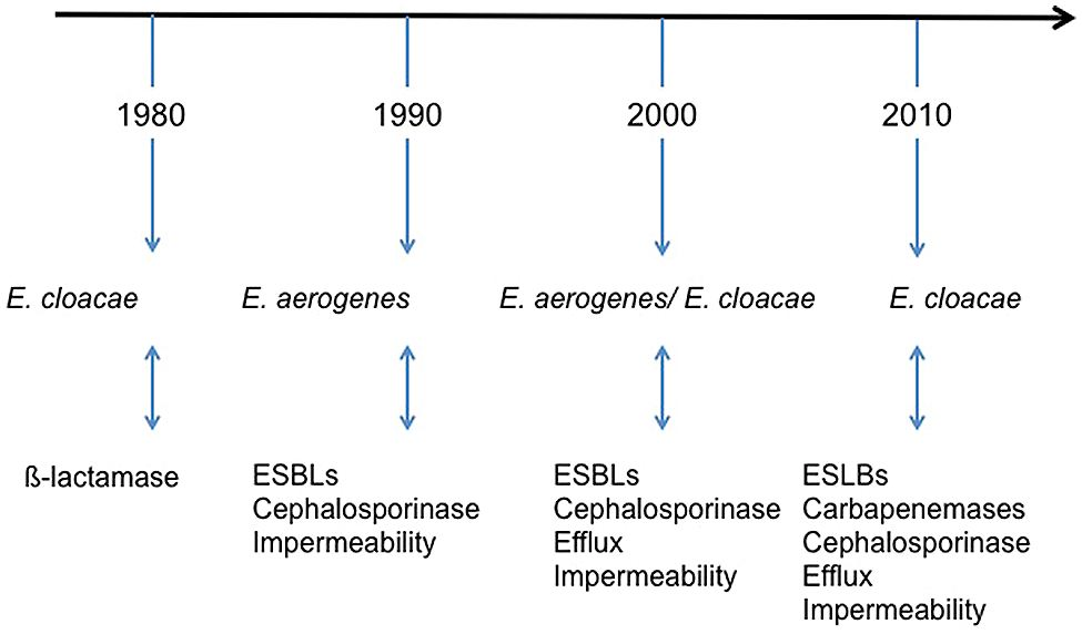 Frontiers | Enterobacter aerogenes and Enterobacter cloacae; versatile ...