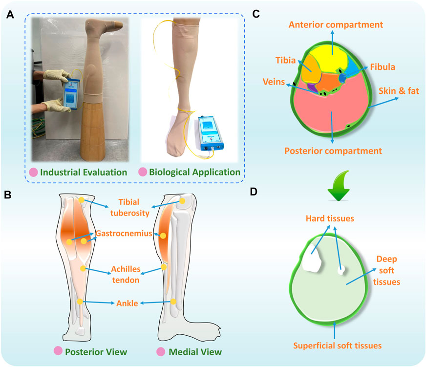 Frontiers | Three-dimensional dynamic homogenous modeling: The ...