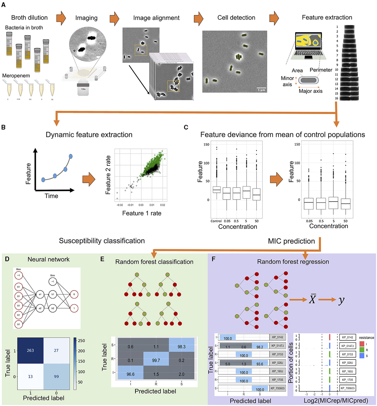 Frontiers | Growth independent morphometric machine learning workflow ...