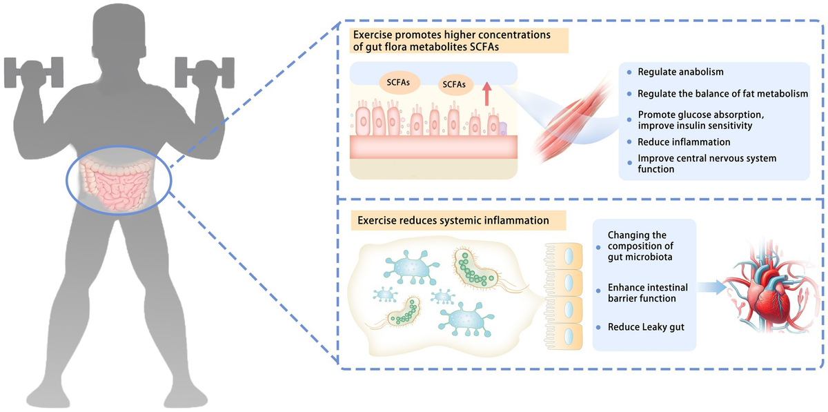 Frontiers | Gut-muscle axis mechanism of exercise prevention of sarcopenia