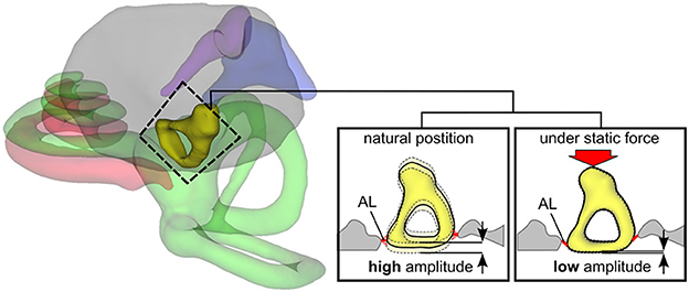 Frontiers | Middle ear anatomy and implant sizes: correlates and the ...