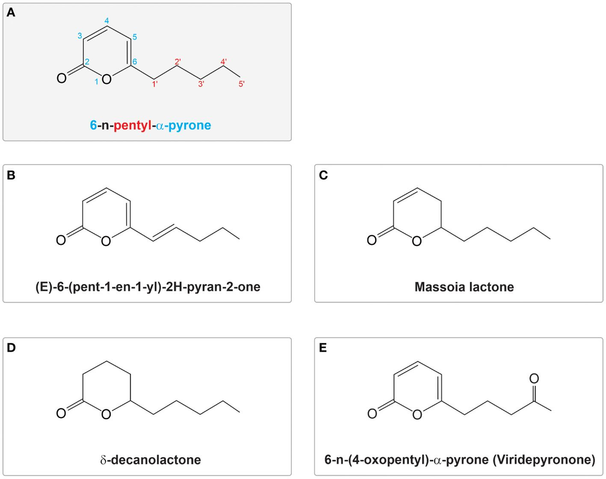 Frontiers | Uncovering the multifaceted properties of 6-pentyl-alpha ...