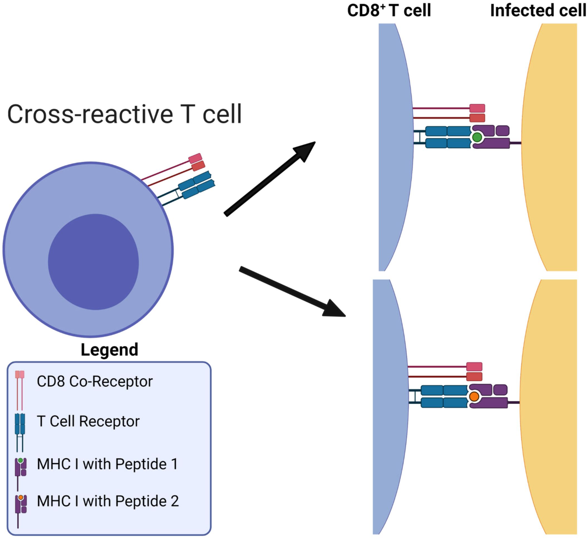 Frontiers | Quantification of heterogeneity in human CD8+ T cell ...