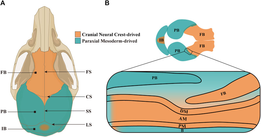 Frontiers | A novel perspective of calvarial development: the cranial ...