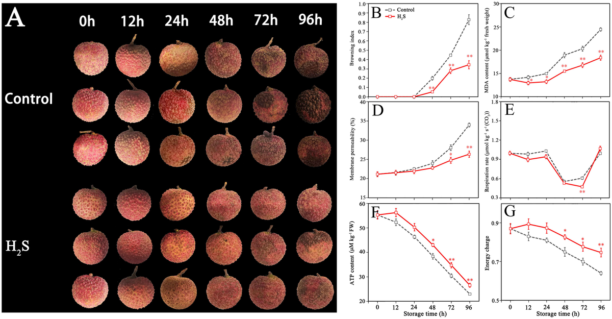 Frontiers | Hydrogen sulfide alleviates pericarp browning in lichi ...