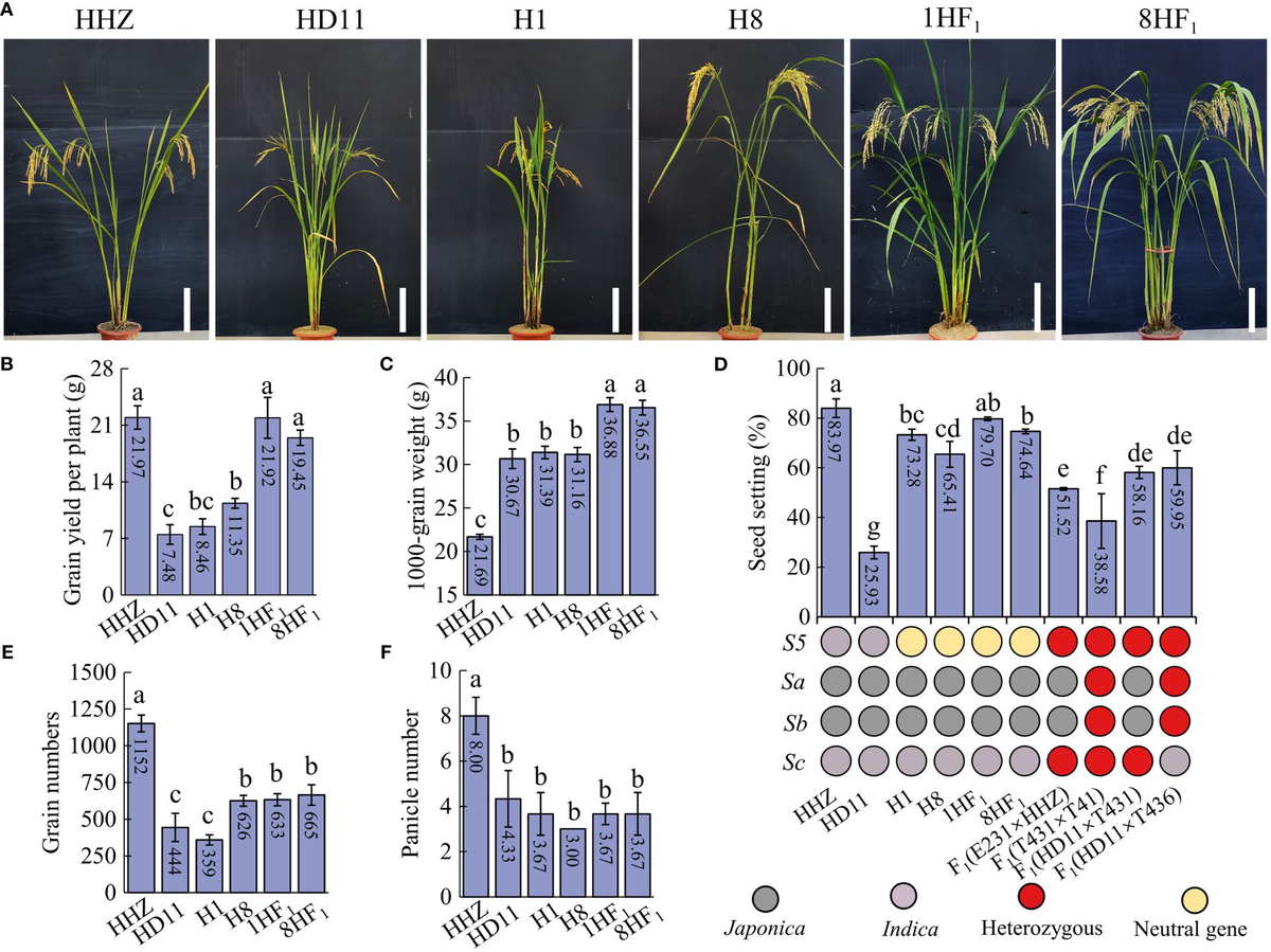 Frontiers | Seed development-related genes contribute to high yield ...