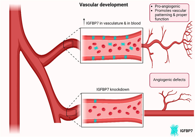 Frontiers | Insulin-like growth factor-binding protein 7 (IGFBP7): A ...