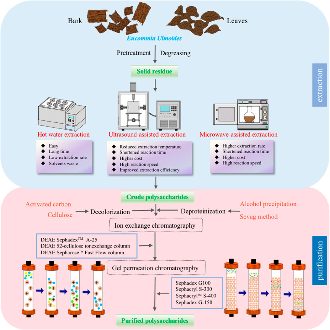 Frontiers | Advances in Eucommia ulmoides polysaccharides: extraction, purification, structure ...