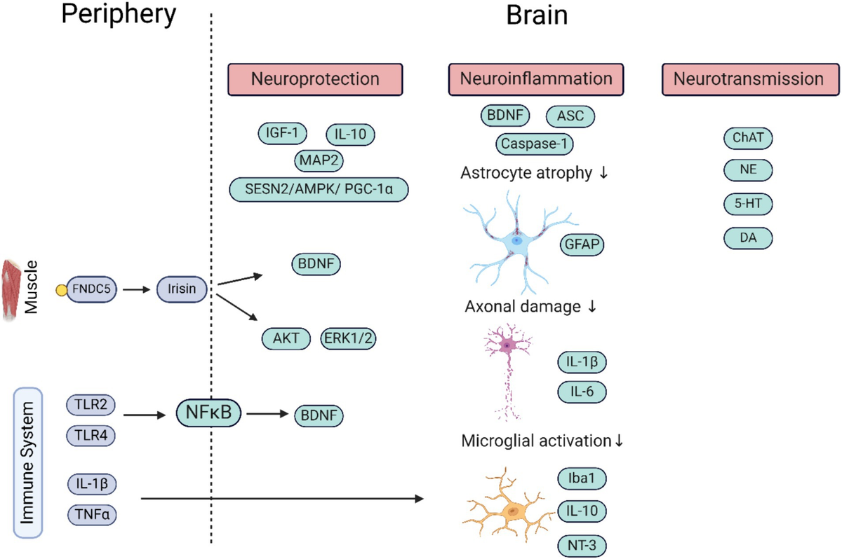 Frontiers | The effects of whole-body vibration therapy on immune and ...