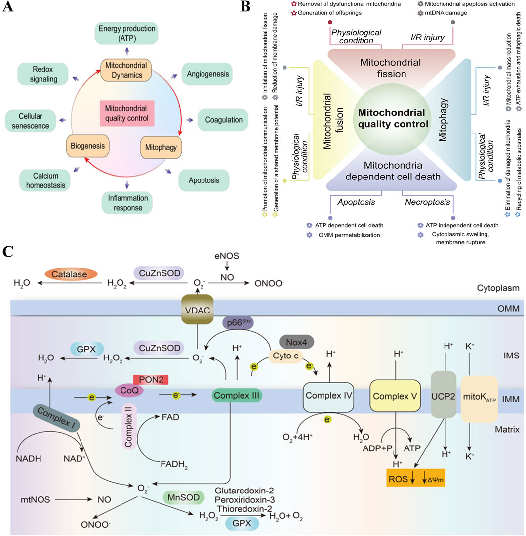 Frontiers | Advances in pathogenesis and treatment of vascular endothelial injury-related ...