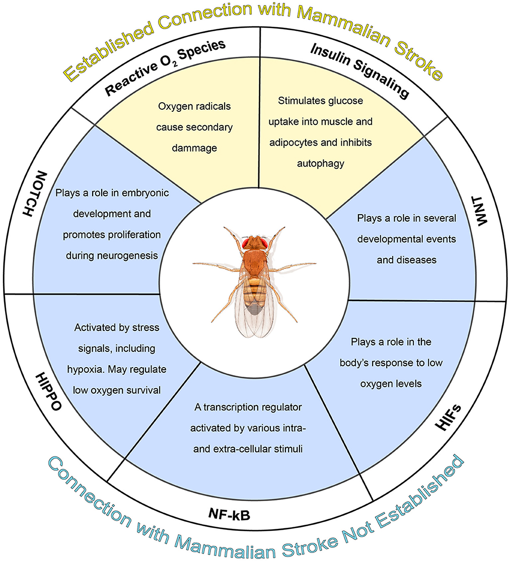 Frontiers | Corrigendum: What can the common fruit fly teach us about stroke?: lessons learned ...