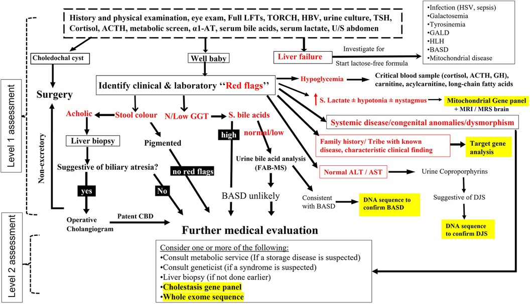 Frontiers | Patterns and unique features of infantile cholestasis among ...