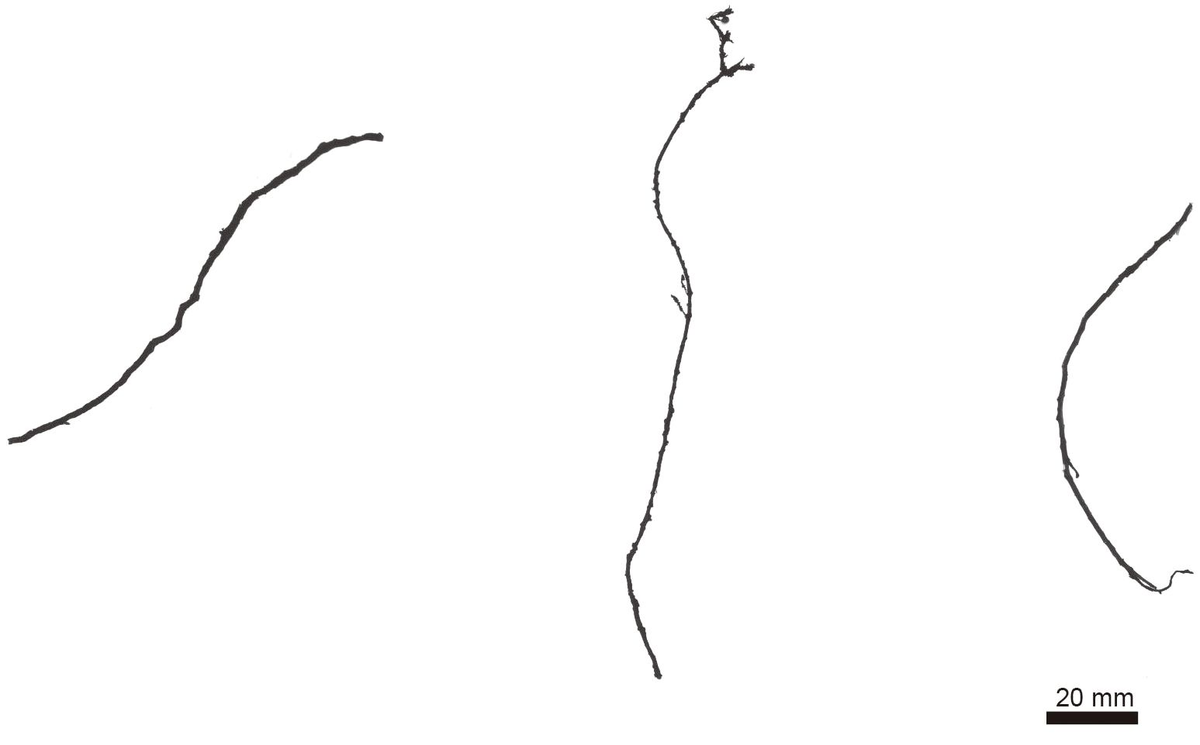 Frontiers The Quantification Of Root Exudation By An In Situ Method Based On Root Morphology