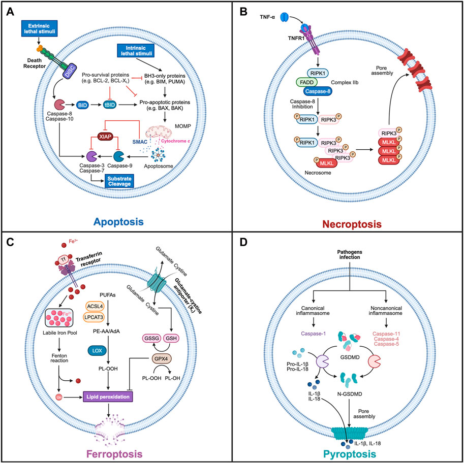 Frontiers | Non-canonical functions of regulated cell death machinery ...