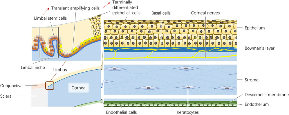 Frontiers | Focus on seed cells: stem cells in 3D bioprinting of ...