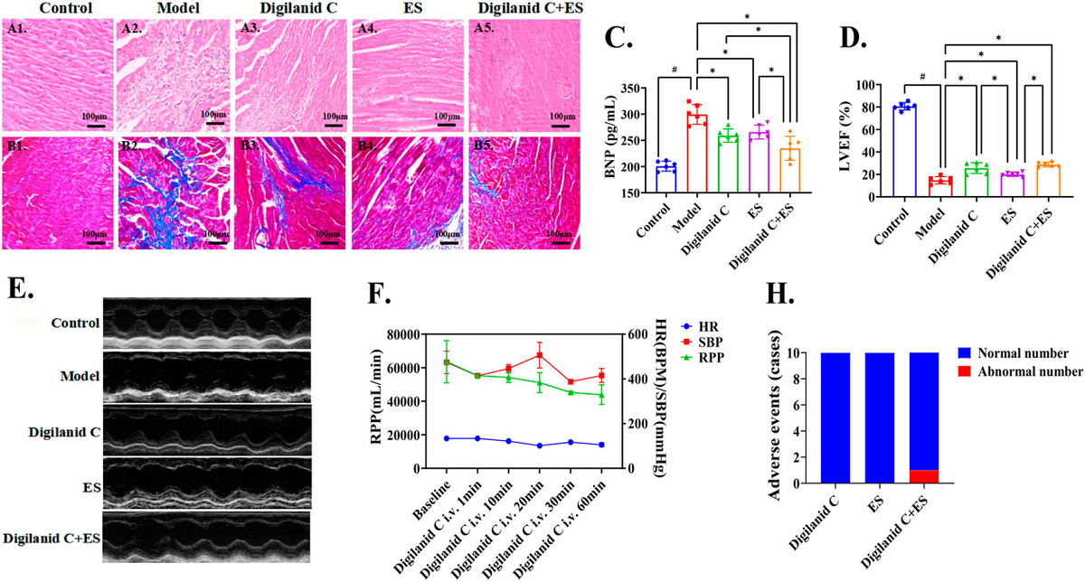 Frontiers | Enhanced lipid metabolism reprogramming in CHF rats through ...