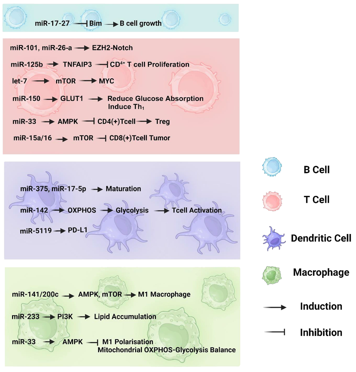 Frontiers | MicroRNA-mediated metabolic regulation of immune cells in cancer: an updated review