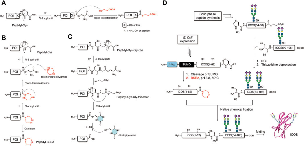Frontiers | Post-translational activation of the C-terminus of ...