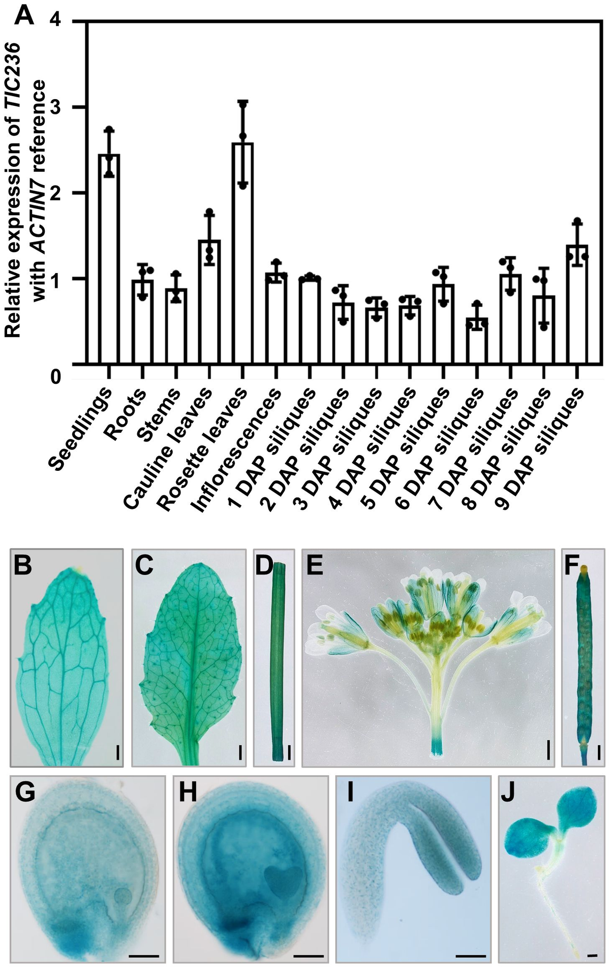 Frontiers | Arabidopsis TIC236 contributes to proplastid development ...