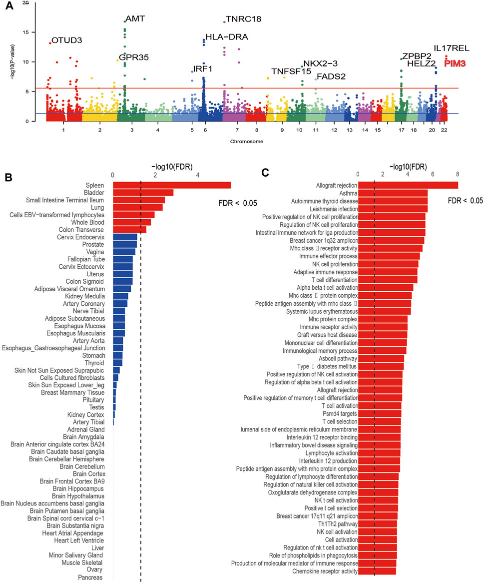 Frontiers | Gaining new insights into the etiology of ulcerative ...