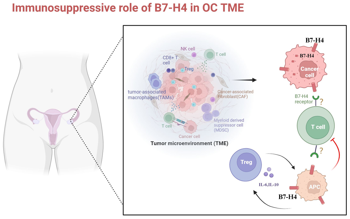 Frontiers | The role of B7-H4 in ovarian cancer immunotherapy: current status, challenges, and ...