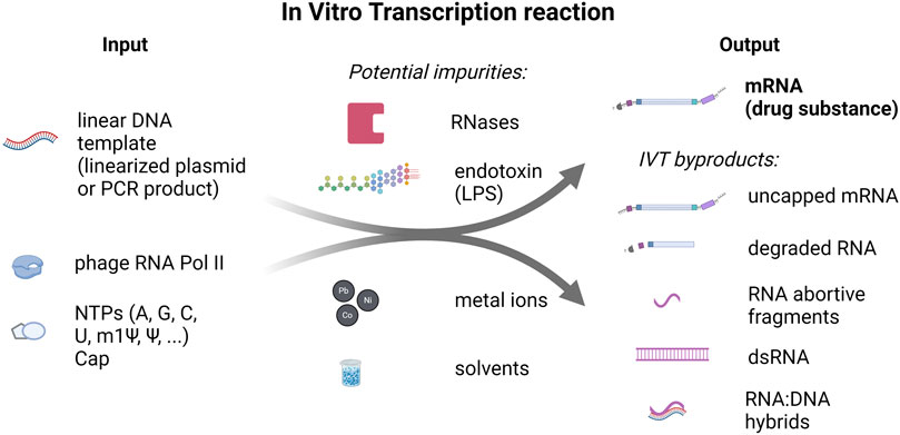 Frontiers | Understanding the impact of in vitro transcription ...