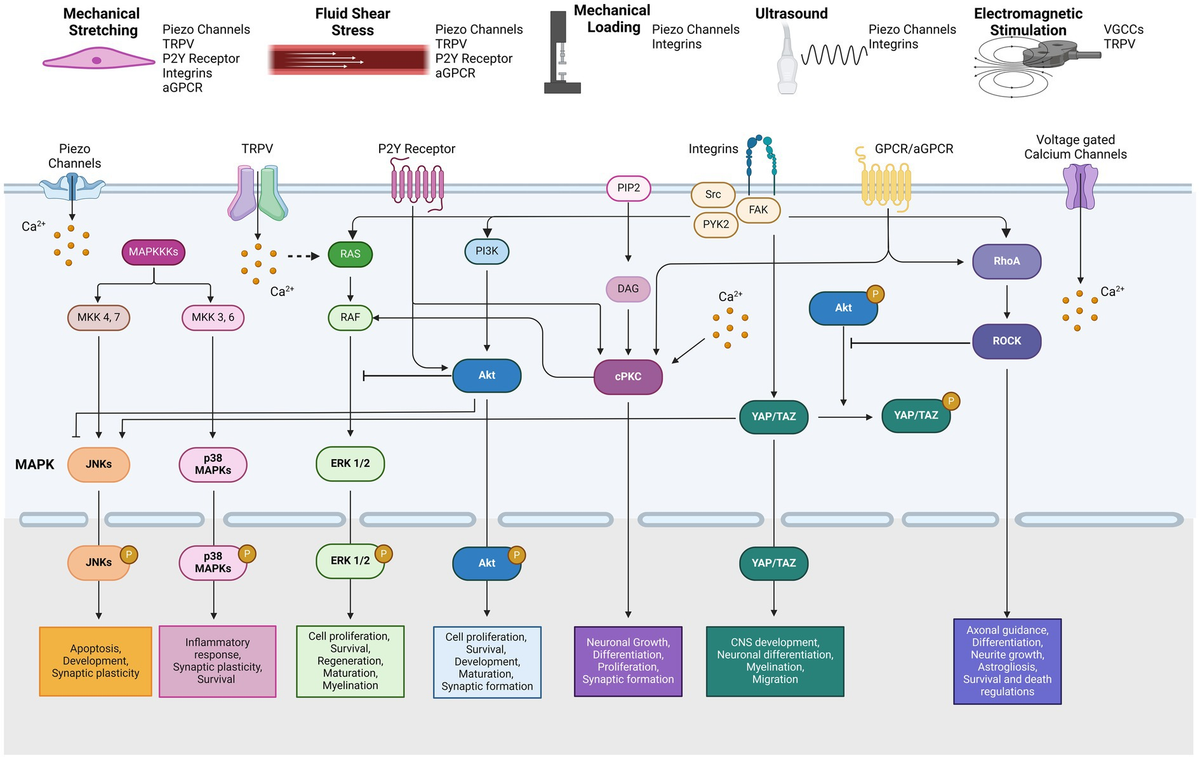 Frontiers | Cellular signaling pathways in the nervous system activated ...