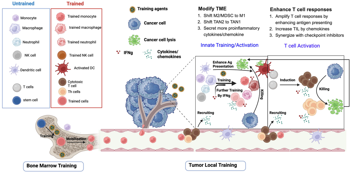Frontiers | Trained immunity inducers in cancer immunotherapy