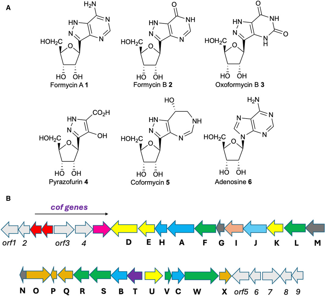 Frontiers | The chemistry of Formycin biosynthesis