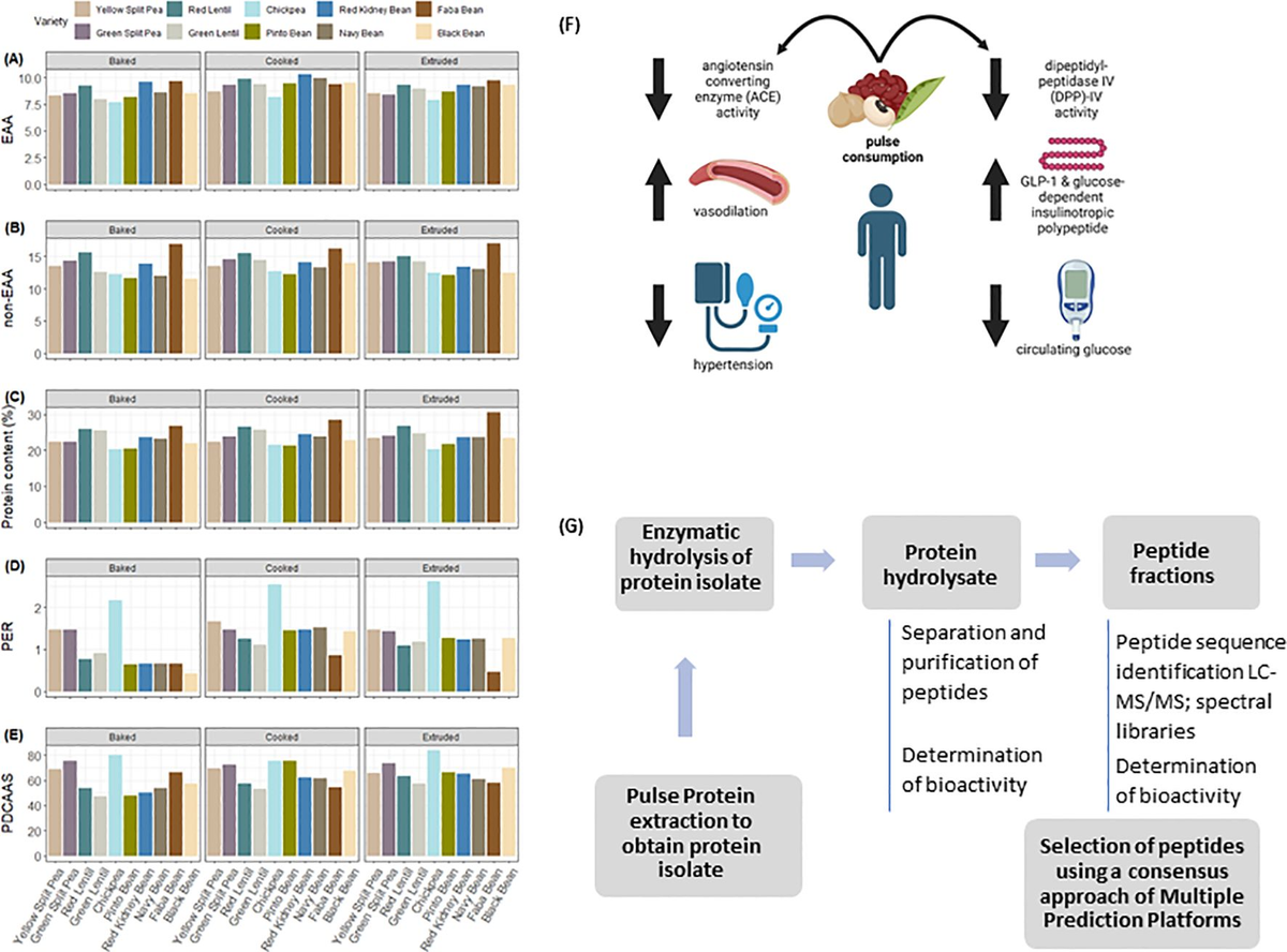 Frontiers | Pulse protein quality and derived bioactive peptides