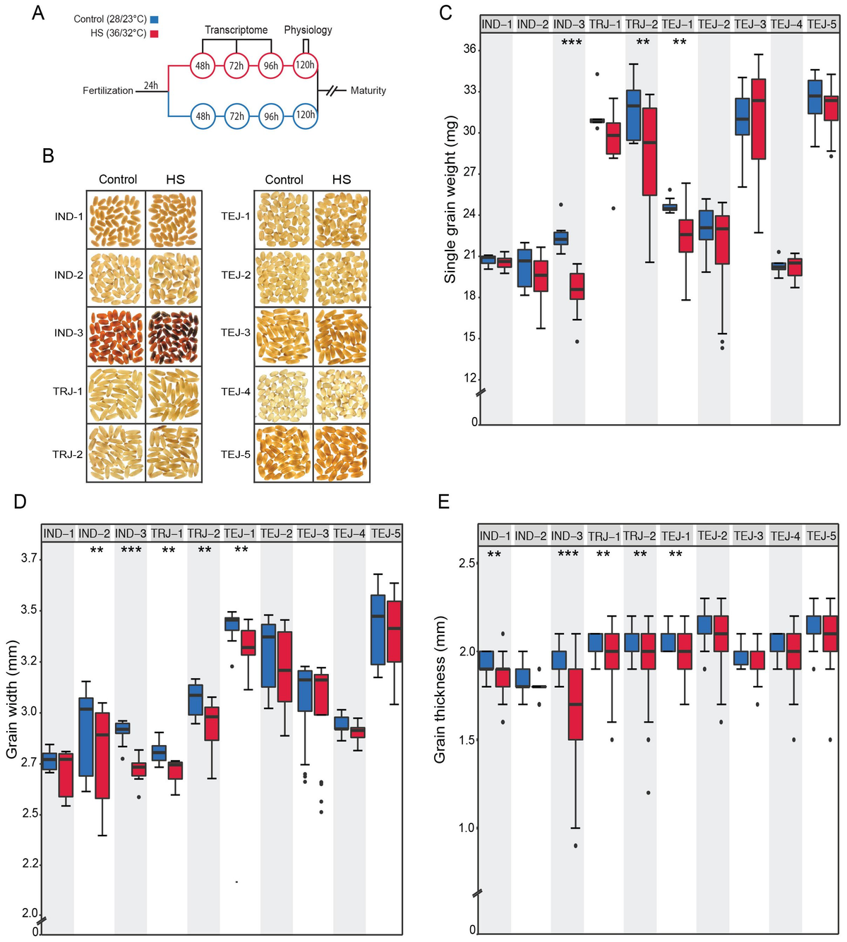 Frontiers | Phenotypic and transcriptomic responses of diverse rice ...