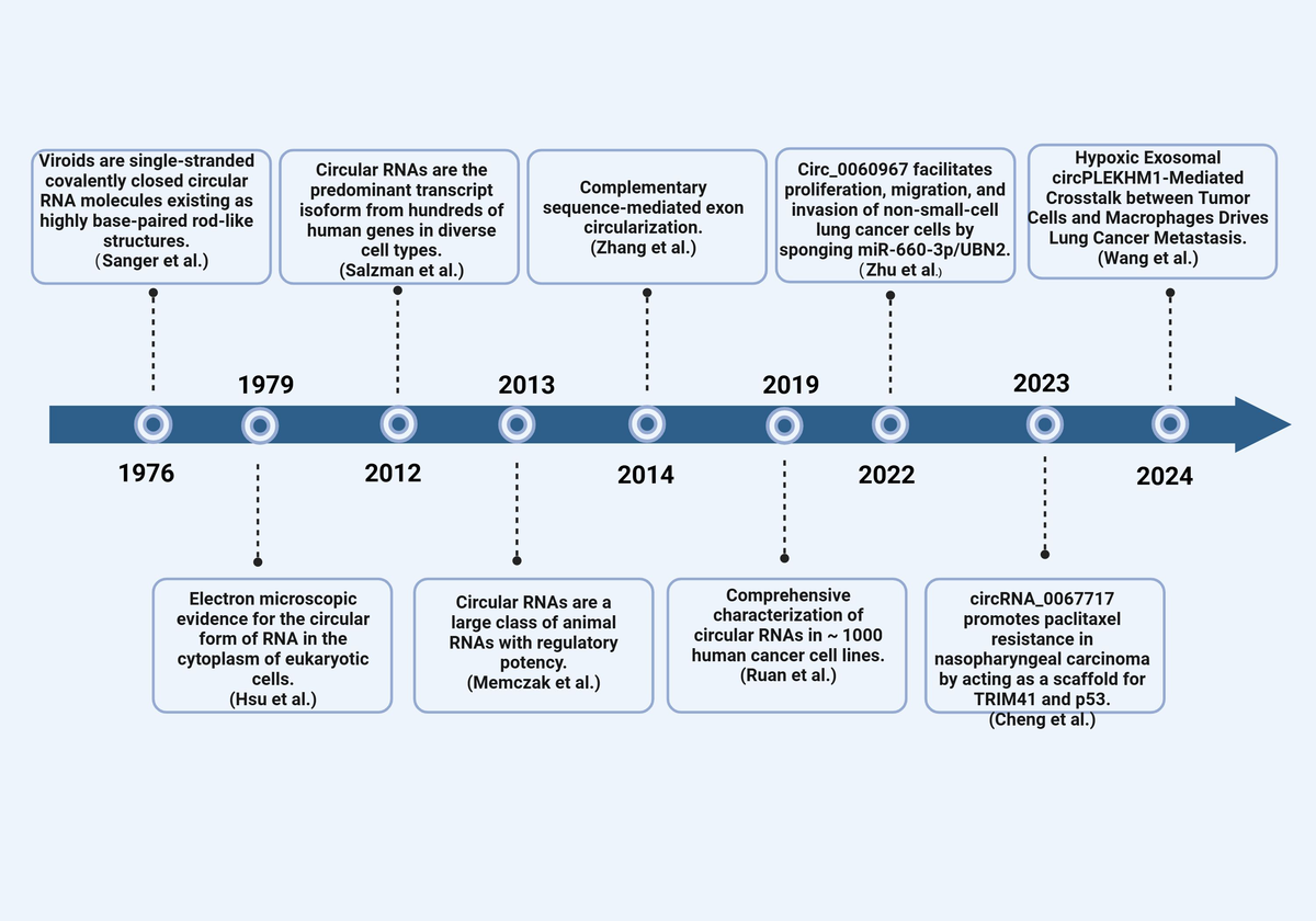 Frontiers | Roles and mechanisms of circular RNA in respiratory system ...