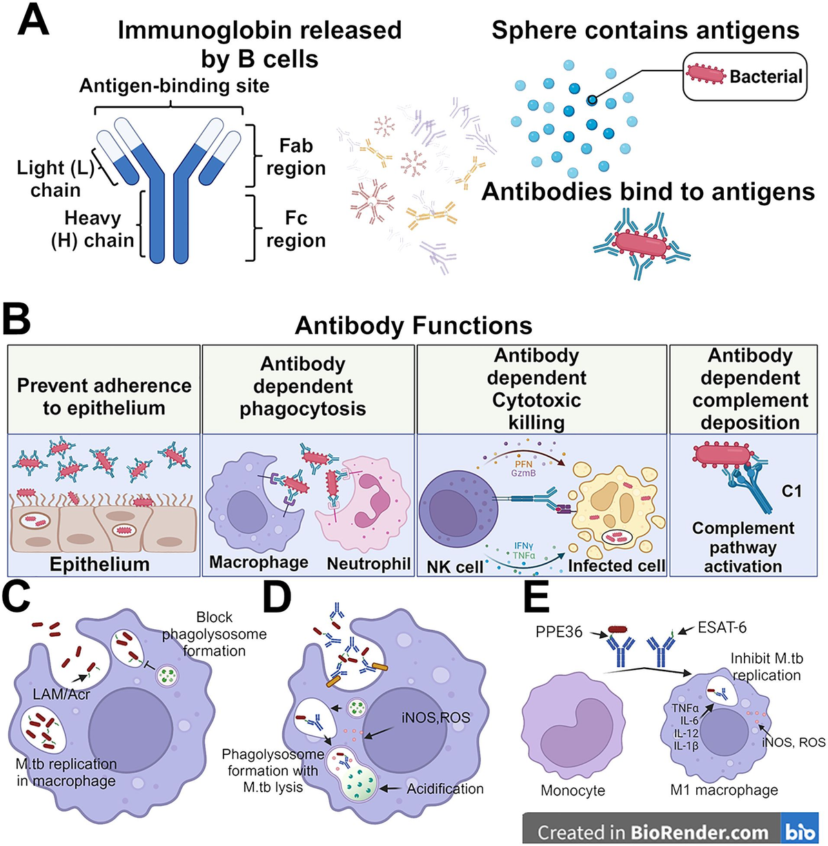 Frontiers | Antibodies as key mediators of protection against ...