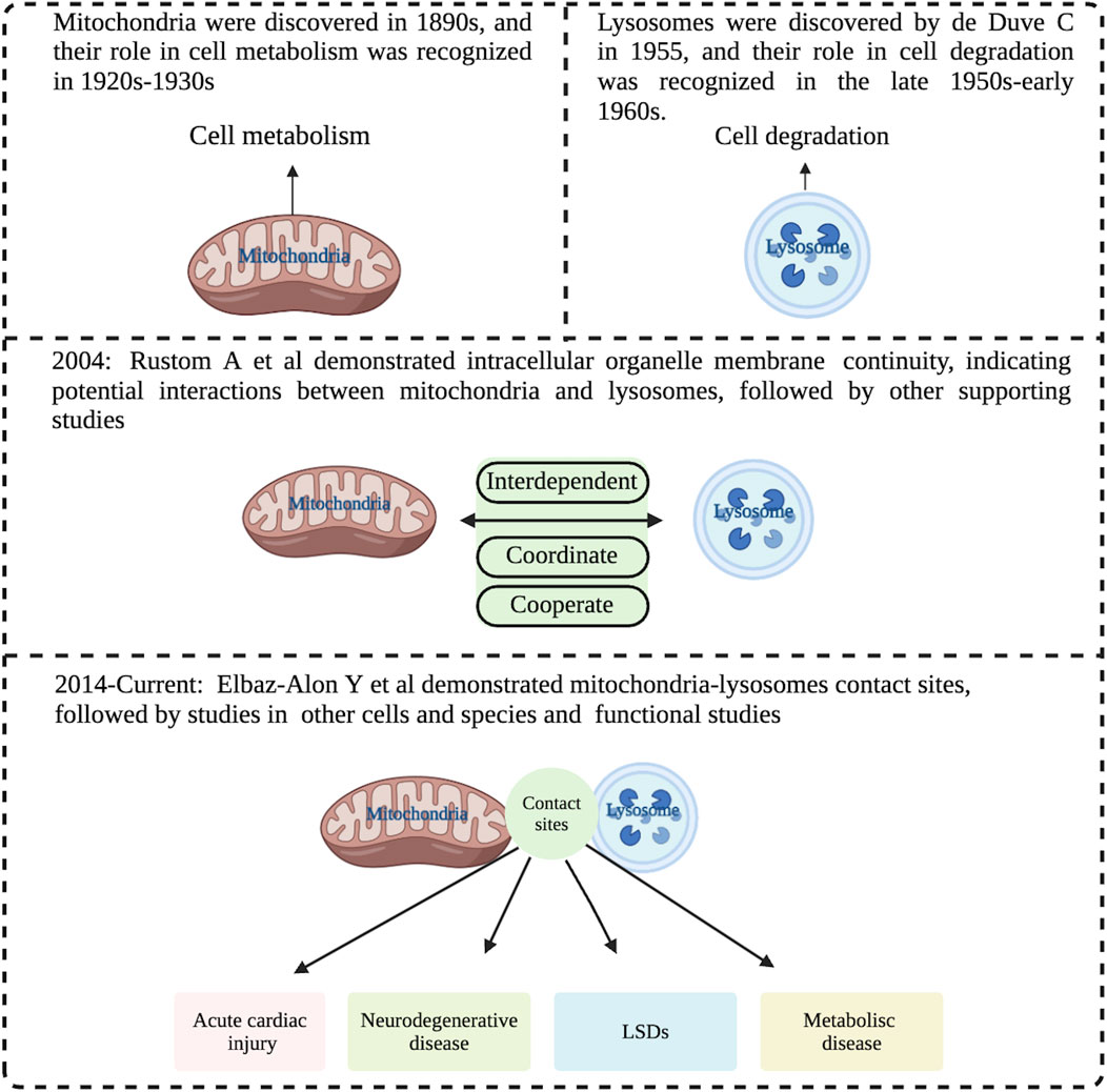 Frontiers | A new perspective on the regulation of glucose and ...