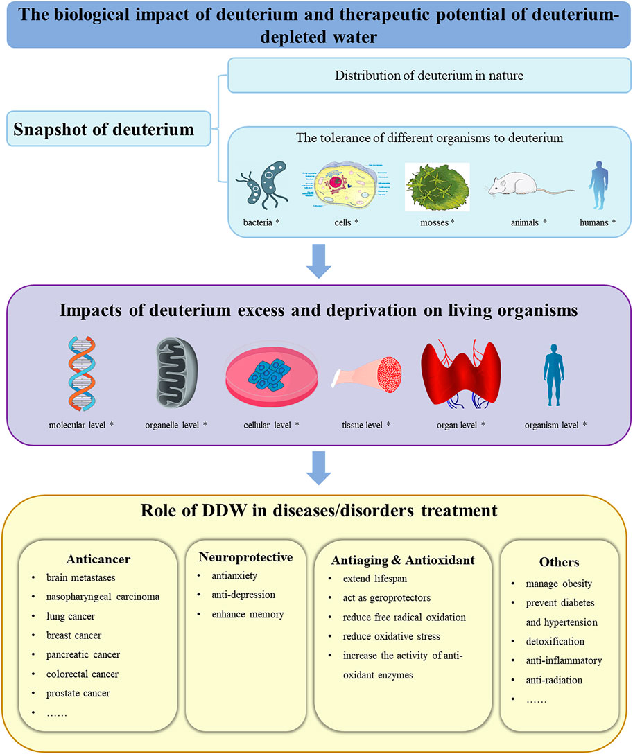 Frontiers | The biological impact of deuterium and therapeutic ...