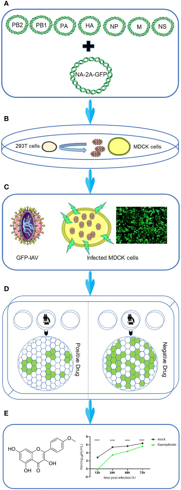 Frontiers | Screening for anti-influenza virus compounds from ...