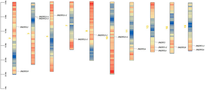 Frontiers | Genome-wide identification and expression analysis of EPF ...