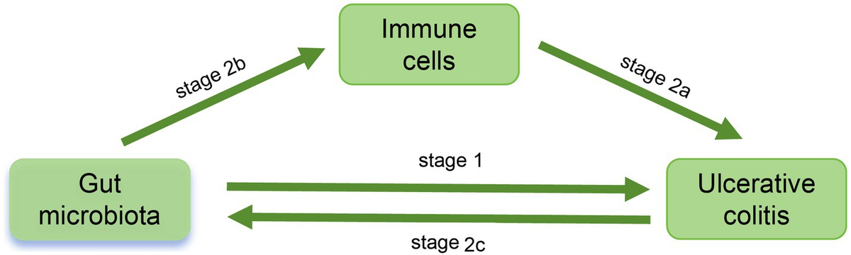 Frontiers | The causal relationship between immune cell-mediated gut ...