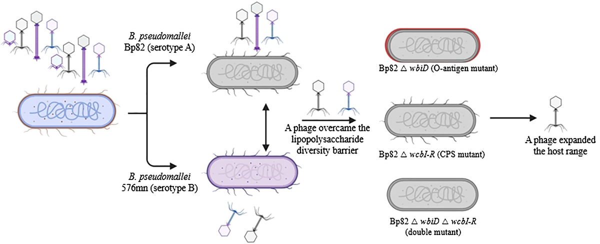 Frontiers | Exploring Burkholderia pseudomallei-specific bacteriophages ...