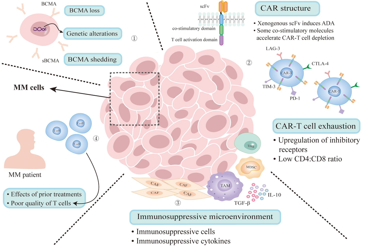 Frontiers | Mechanisms and salvage treatments in patients with multiple myeloma relapsed post ...