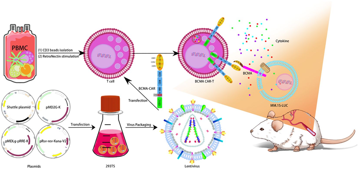 Frontiers | Preclinical delayed toxicity studies of BCMA CAR T-cell ...