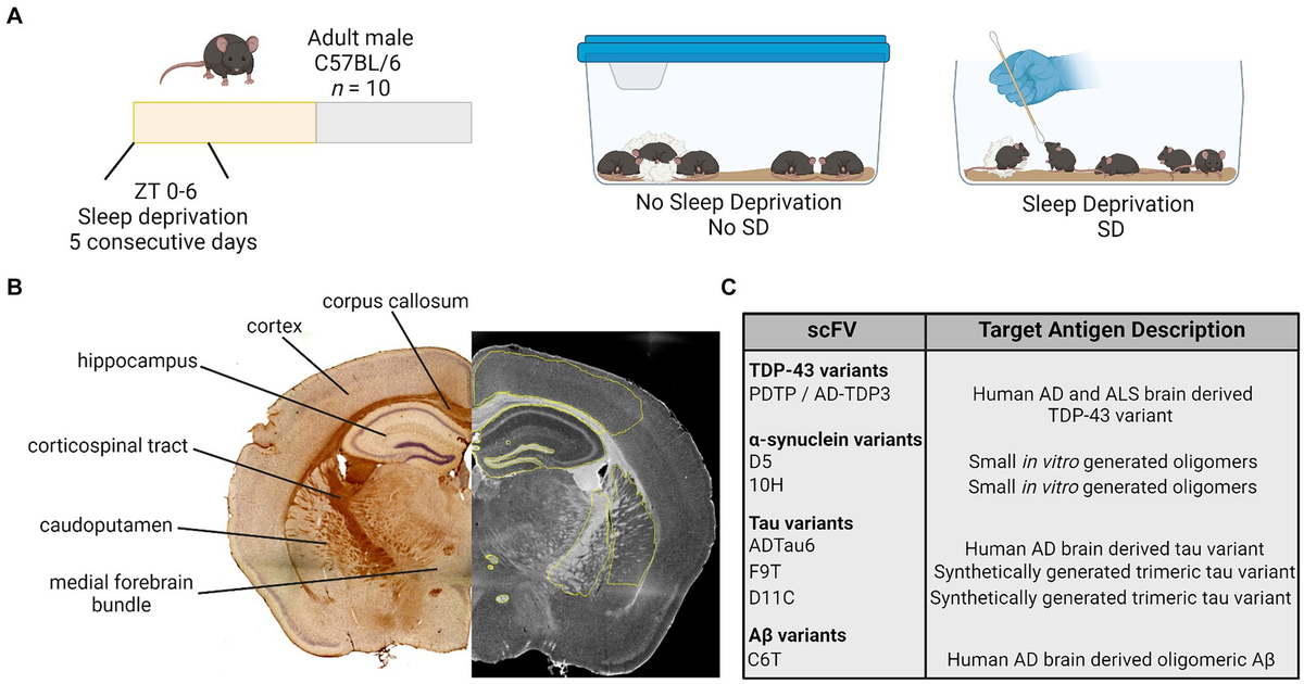 Frontiers | Acute sleep deprivation in mice generates protein pathology ...