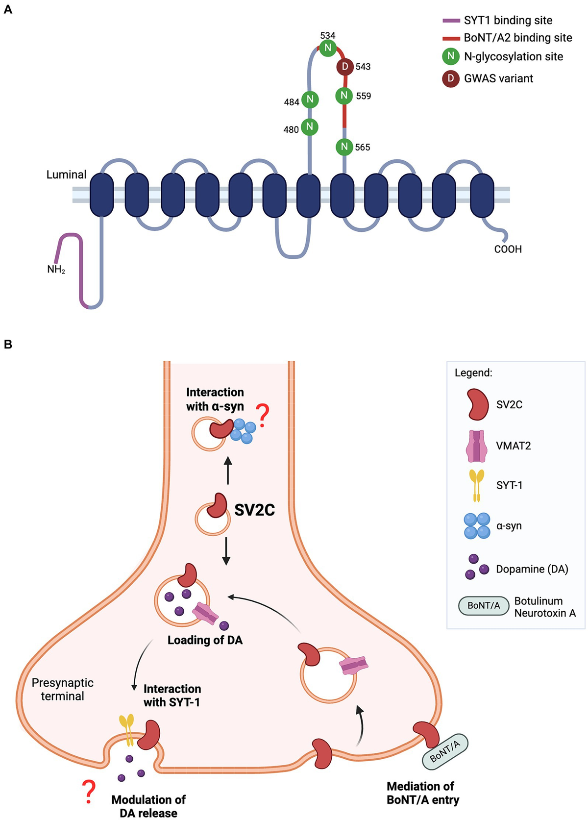 Frontiers | Synaptic Vesicle Glycoprotein 2C: a role in Parkinson’s disease