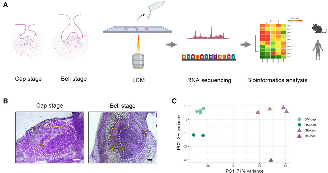 Frontiers | Spatial and temporal gene expression patterns during early human odontogenesis process