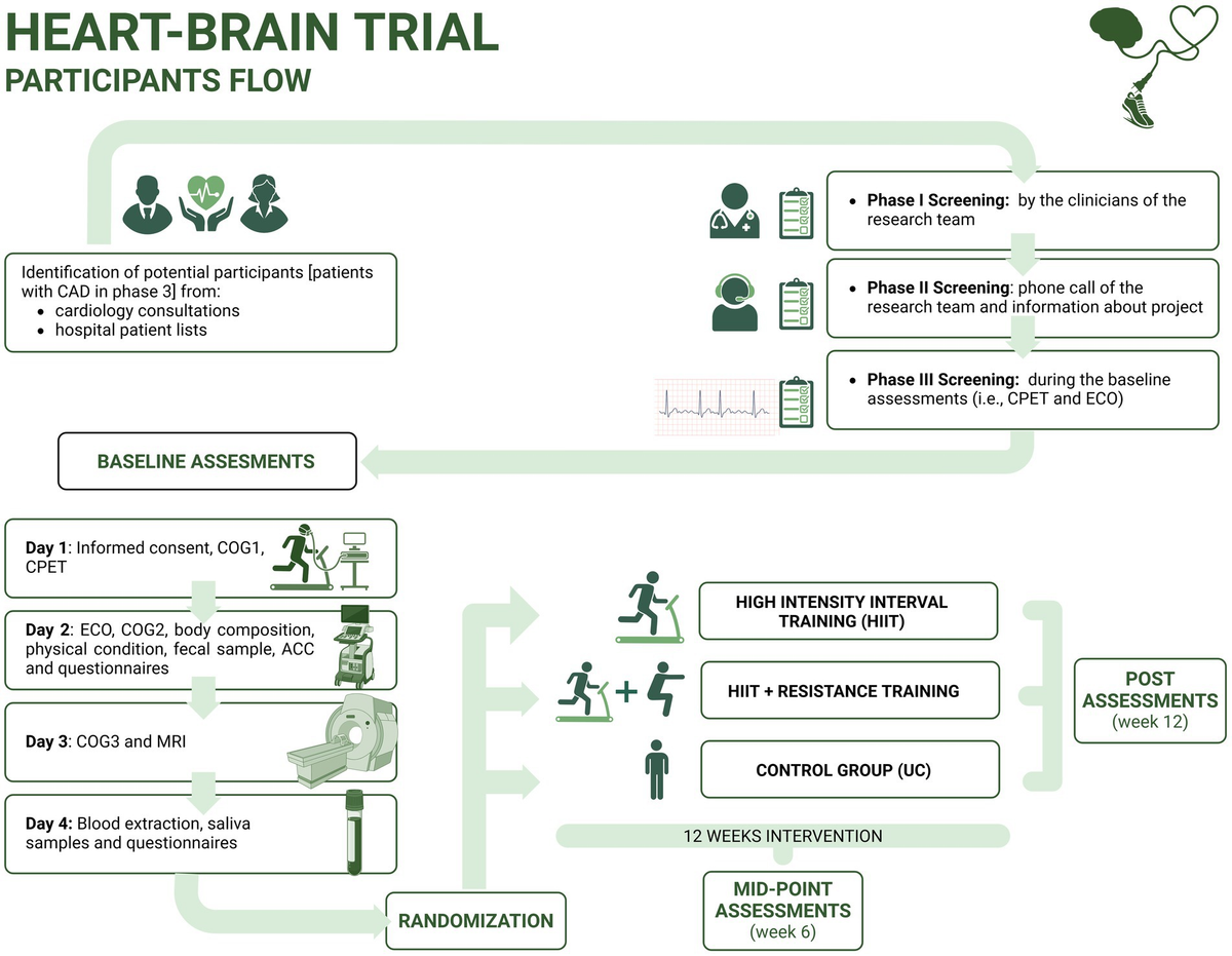 Frontiers | Exercise and brain health in patients with coronary artery ...