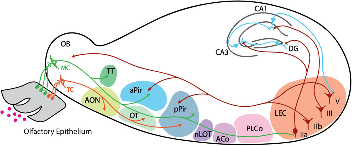 Frontiers | Circuit dynamics of the olfactory pathway during olfactory ...