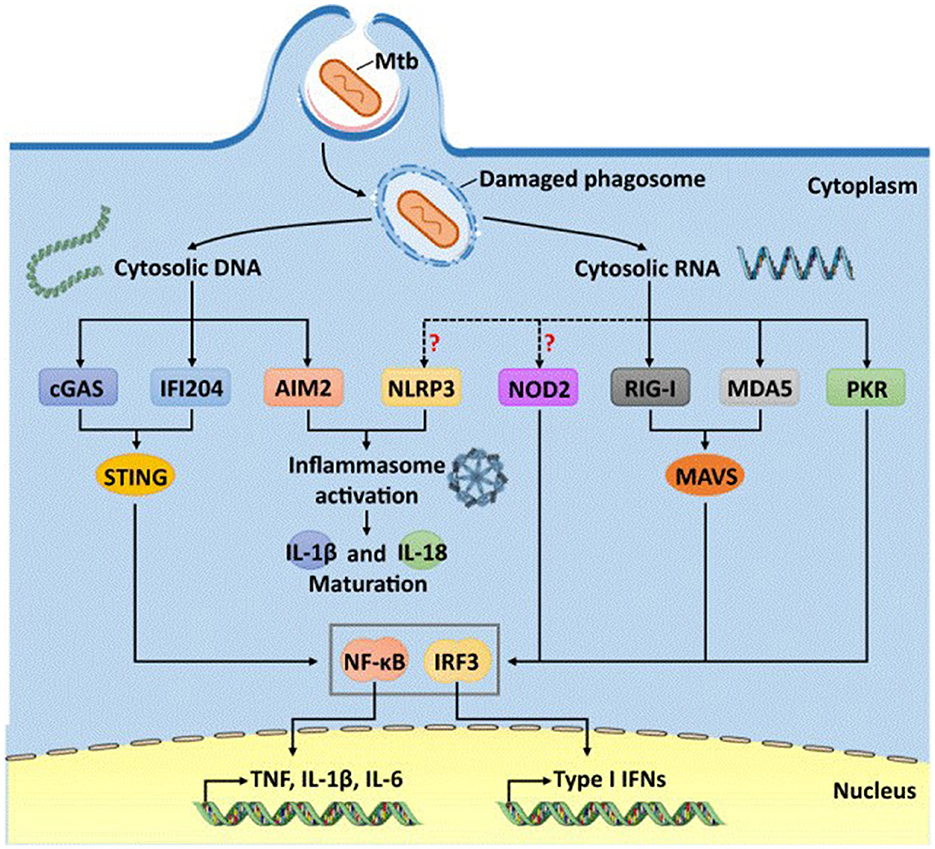Frontiers | The role of the immune response in developing tuberculosis ...