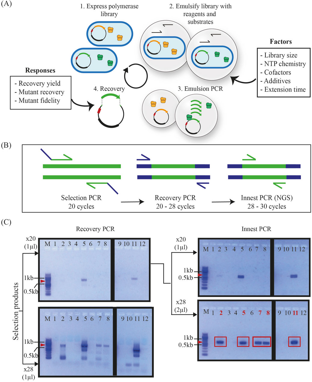 Frontiers | Navigating directed evolution efficiently: optimizing ...