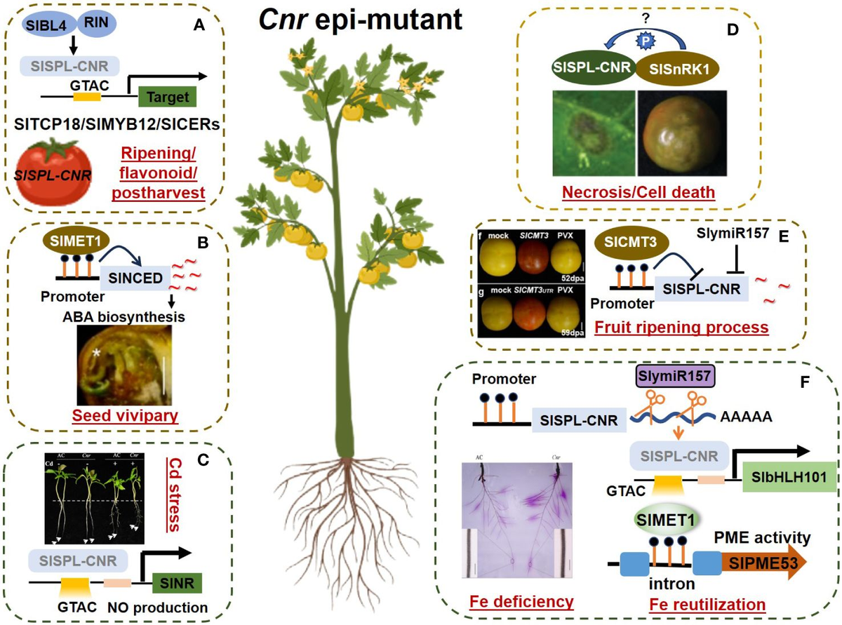 Frontiers | Epigenetic insights into an epimutant colorless non ...