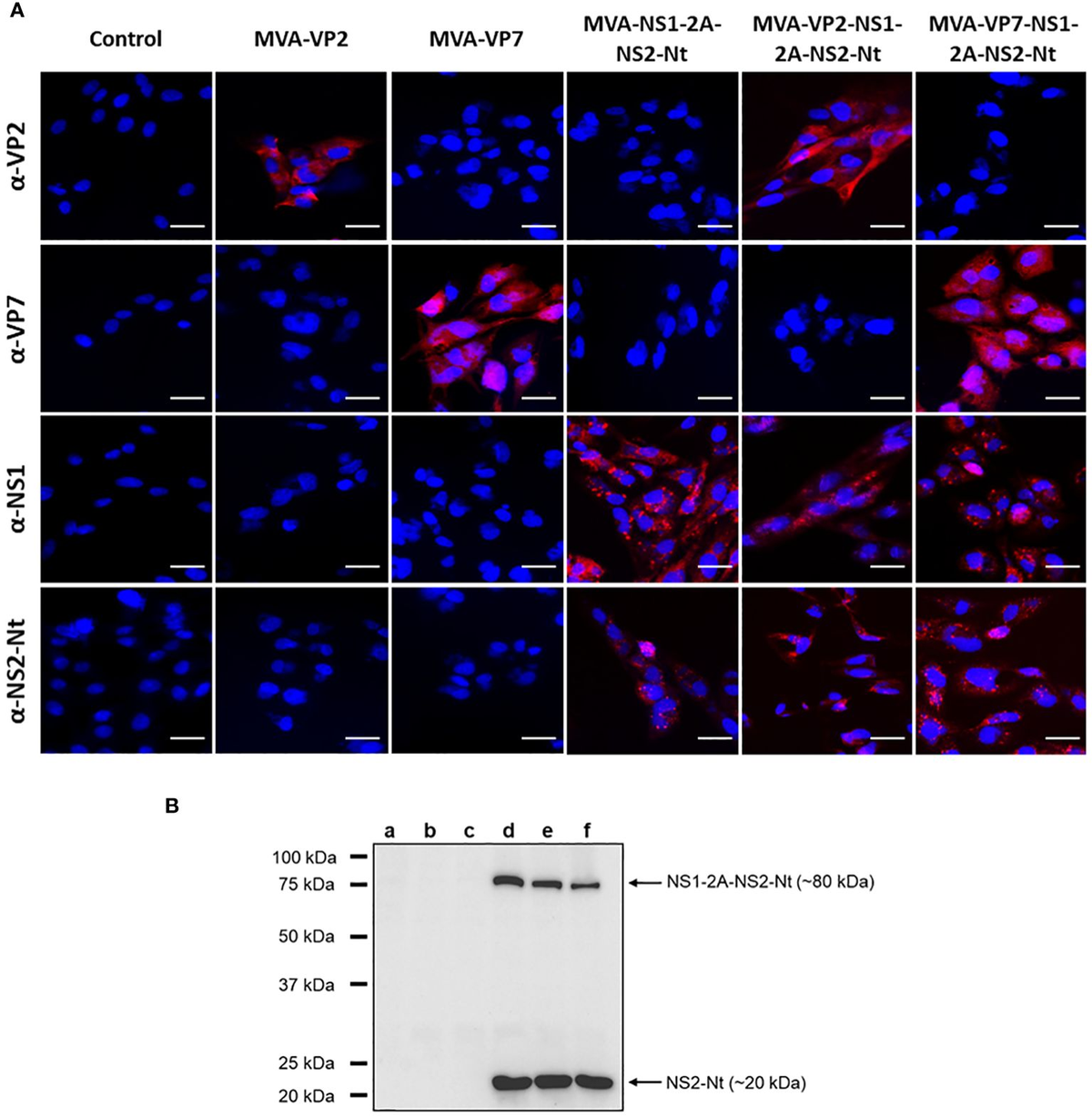 Frontiers | Co-expression of VP2, NS1 and NS2-Nt proteins by an MVA ...